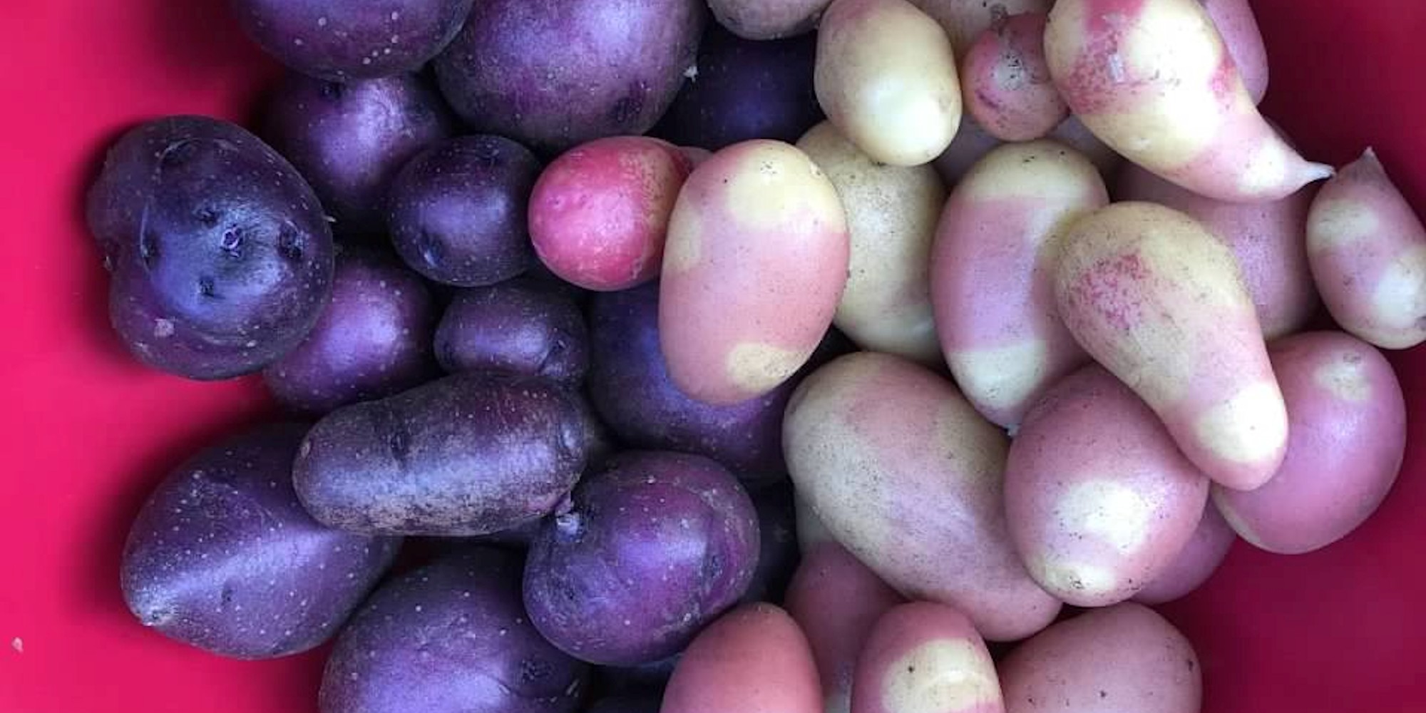 One Potato, Two Potato, Three Potato, Four – THISTLE BE THE DAY