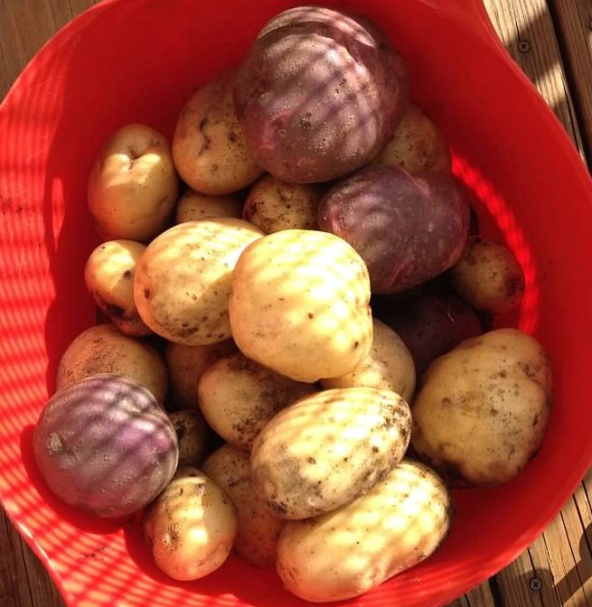 One Potato, Two Potato, Three Potato, Four – THISTLE BE THE DAY