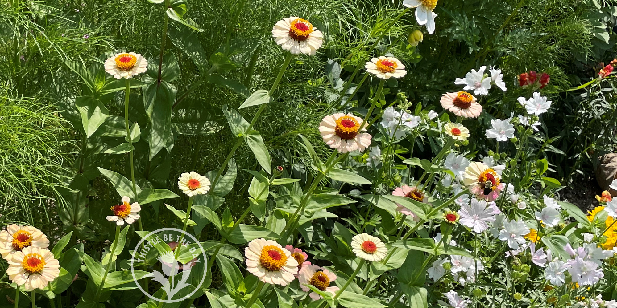 Creating a Pollinator Playground – THISTLE BE THE DAY