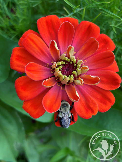 Creating a Pollinator Playground – THISTLE BE THE DAY