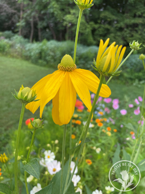 Creating a Pollinator Playground – THISTLE BE THE DAY