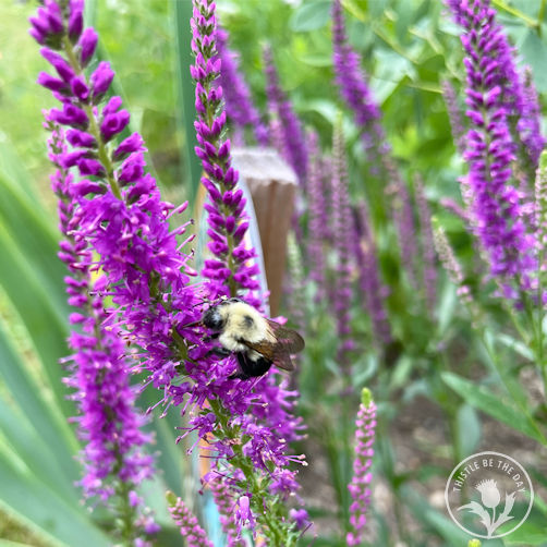 Plant Spotlight: Veronica – THISTLE BE THE DAY