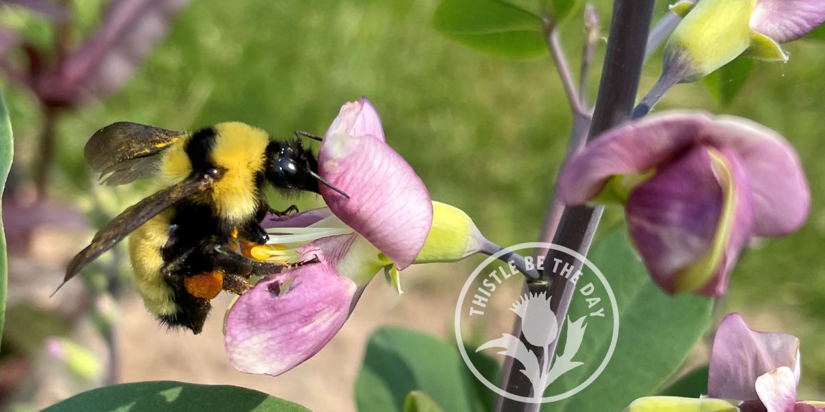 A Special Visitor for Pollinator Week! – THISTLE BE THE DAY