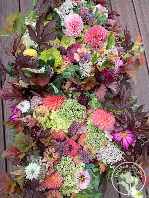 Plant Spotlight: Sedum – THISTLE BE THE DAY